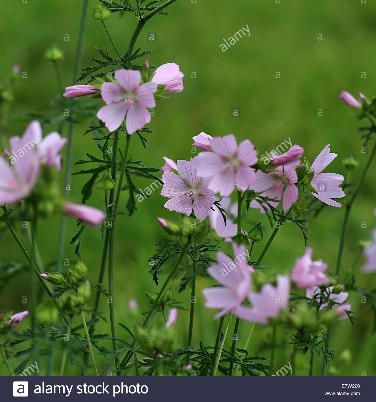 Common MALLOW WILDFLOWERS, in South West France Stock Photo - Alamy