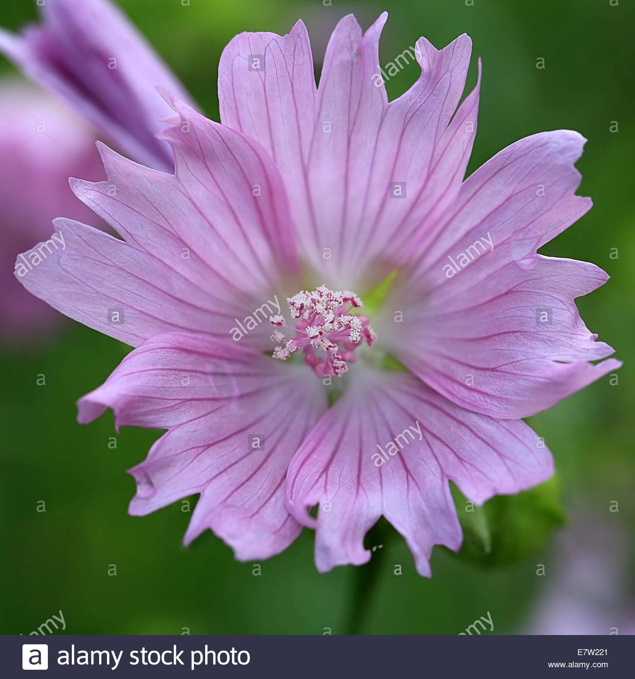 Common MALLOW WILDFLOWERS, in South West France Stock Photo - Alamy