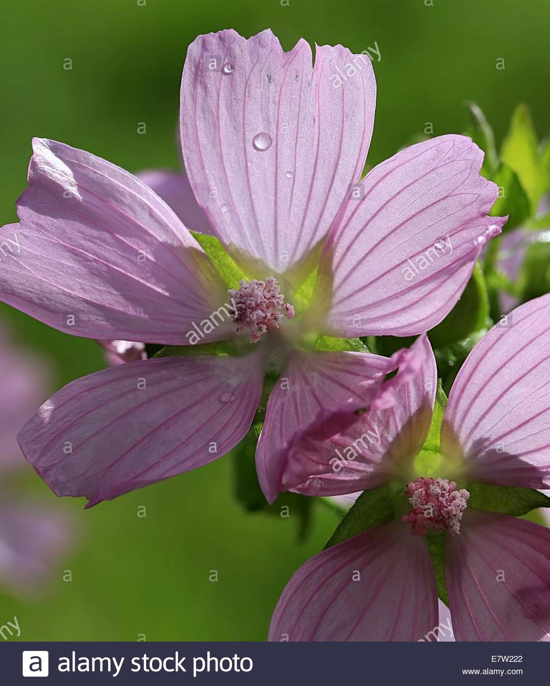 Common MALLOW WILDFLOWERS, in South West France Stock Photo - Alamy