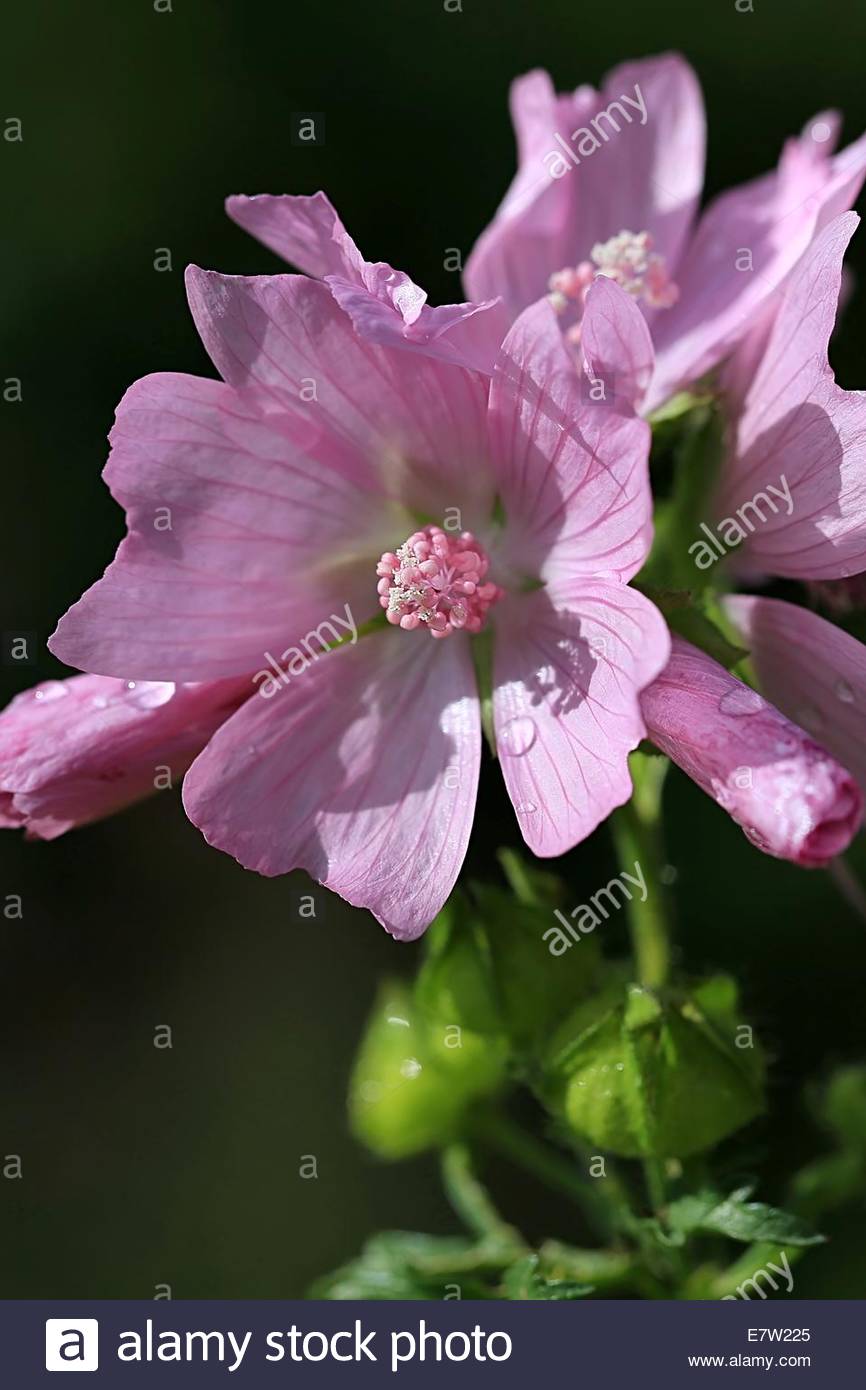 Common MALLOW WILDFLOWERS, in South West France Stock Photo - Alamy