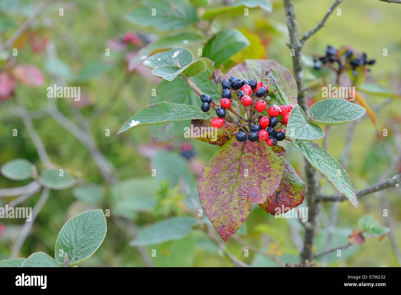 Wayfaring Tree (Viburnum lantana) in fruit in summer Stock Photo - Alamy