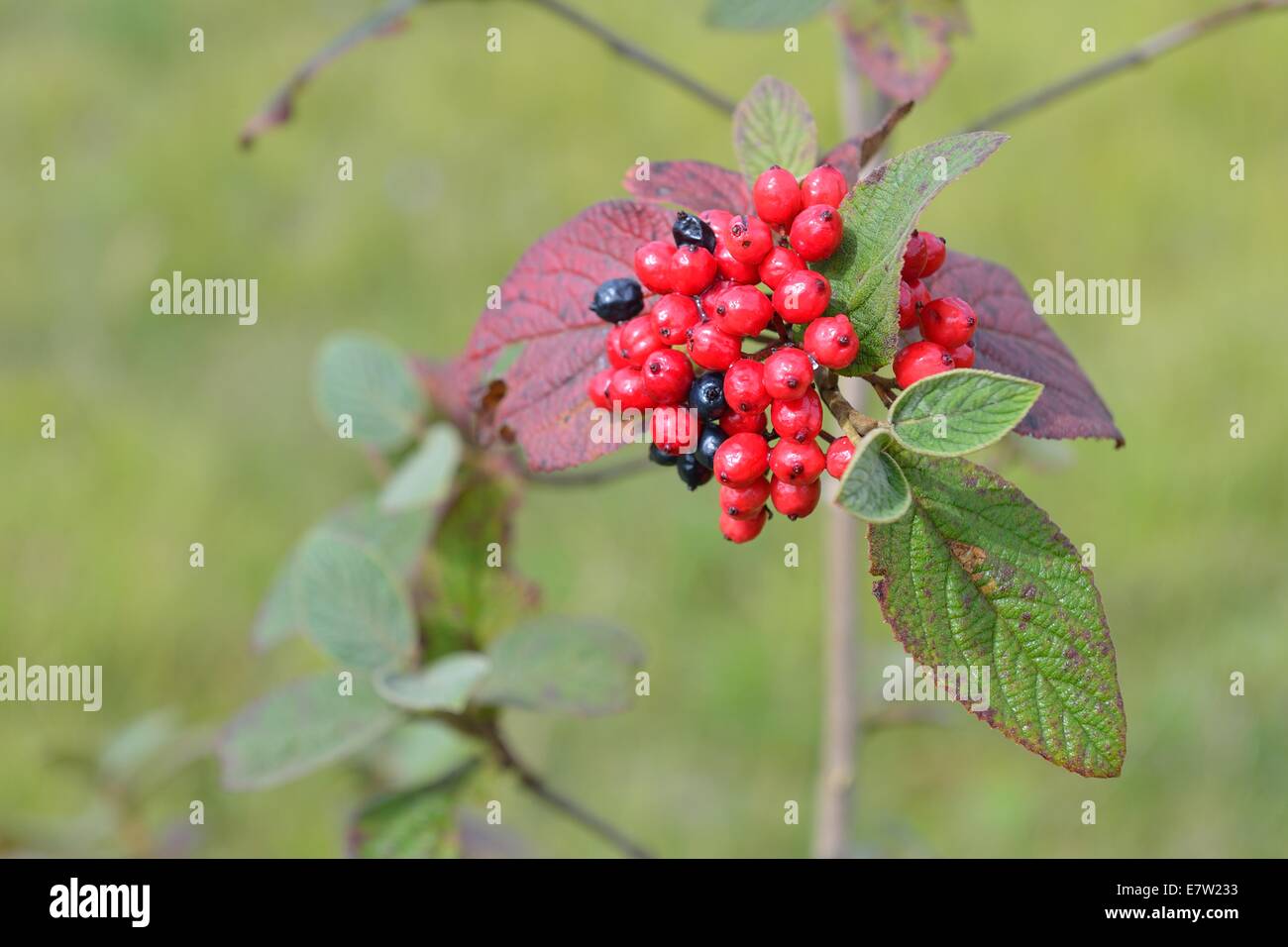 Wayfaring Tree (Viburnum lantana) in fruit in summer Stock Photo - Alamy