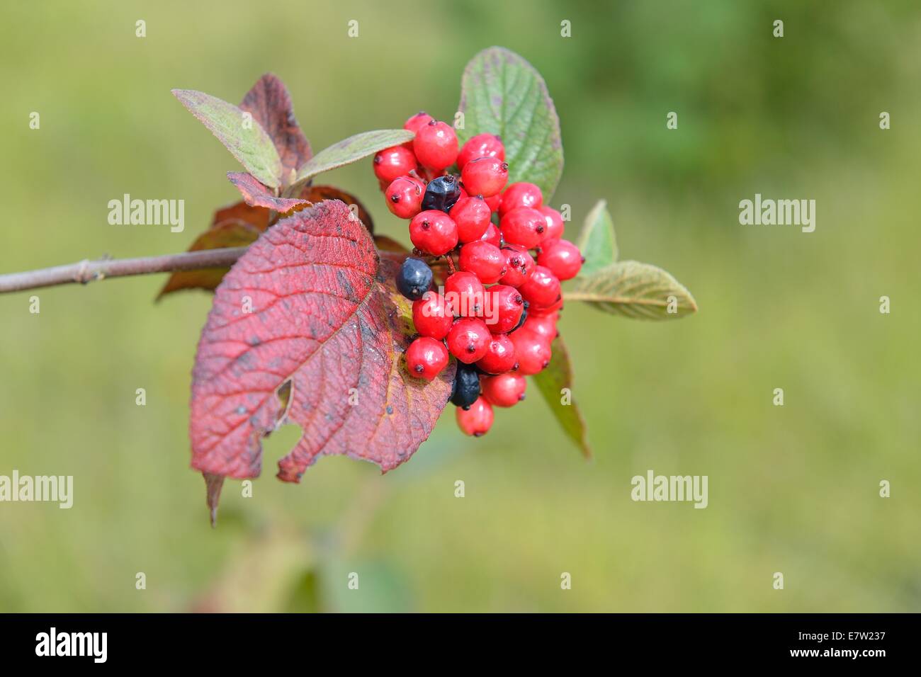 Wayfaring Tree (Viburnum lantana) in fruit in summer Stock Photo - Alamy