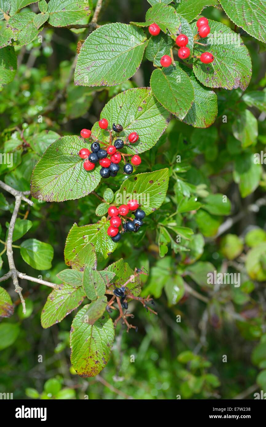Wayfaring Tree (Viburnum lantana) in fruit in summer Stock Photo - Alamy