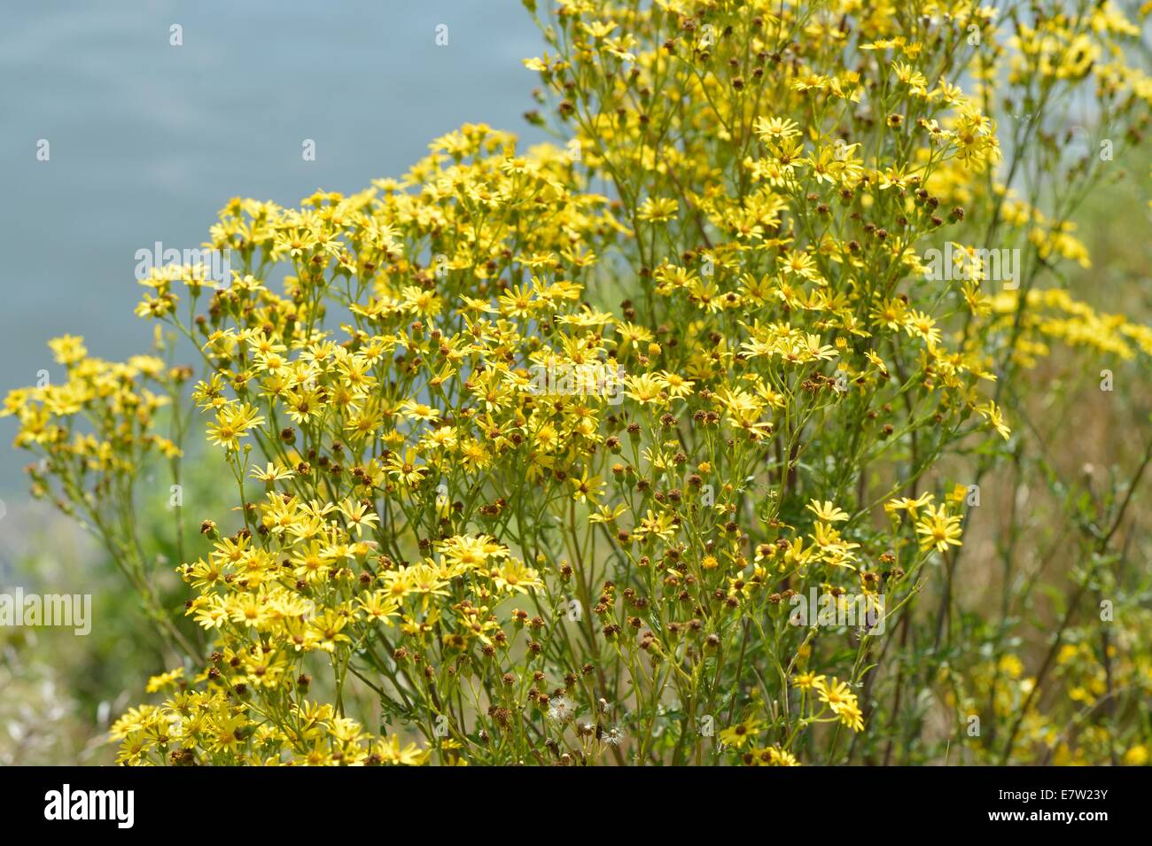 Oxford Ragwort (Senecio squalidus) flowering in summer Stock Photo - Alamy