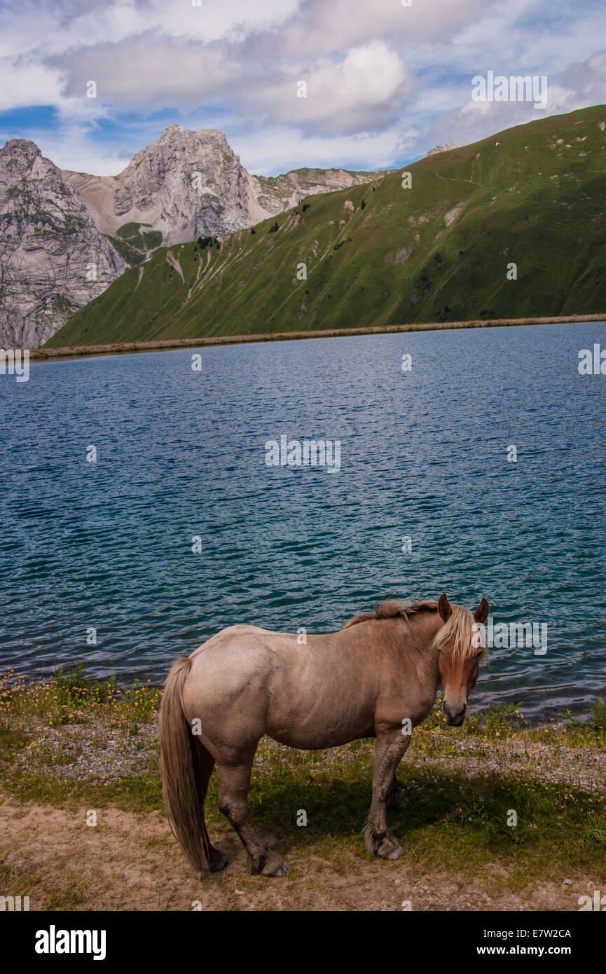 Maroli hi-res stock photography and images - Alamy