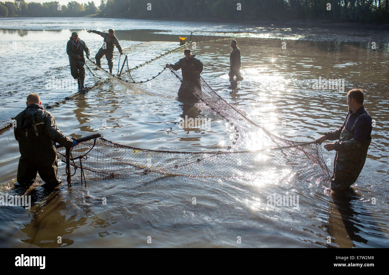 Neuhof, Germany. 23rd Sep, 2014. Fishers pull in their nets at the ...