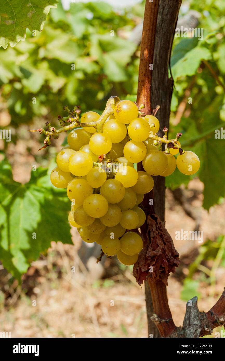 Grape cluster hi-res stock photography and images - Alamy