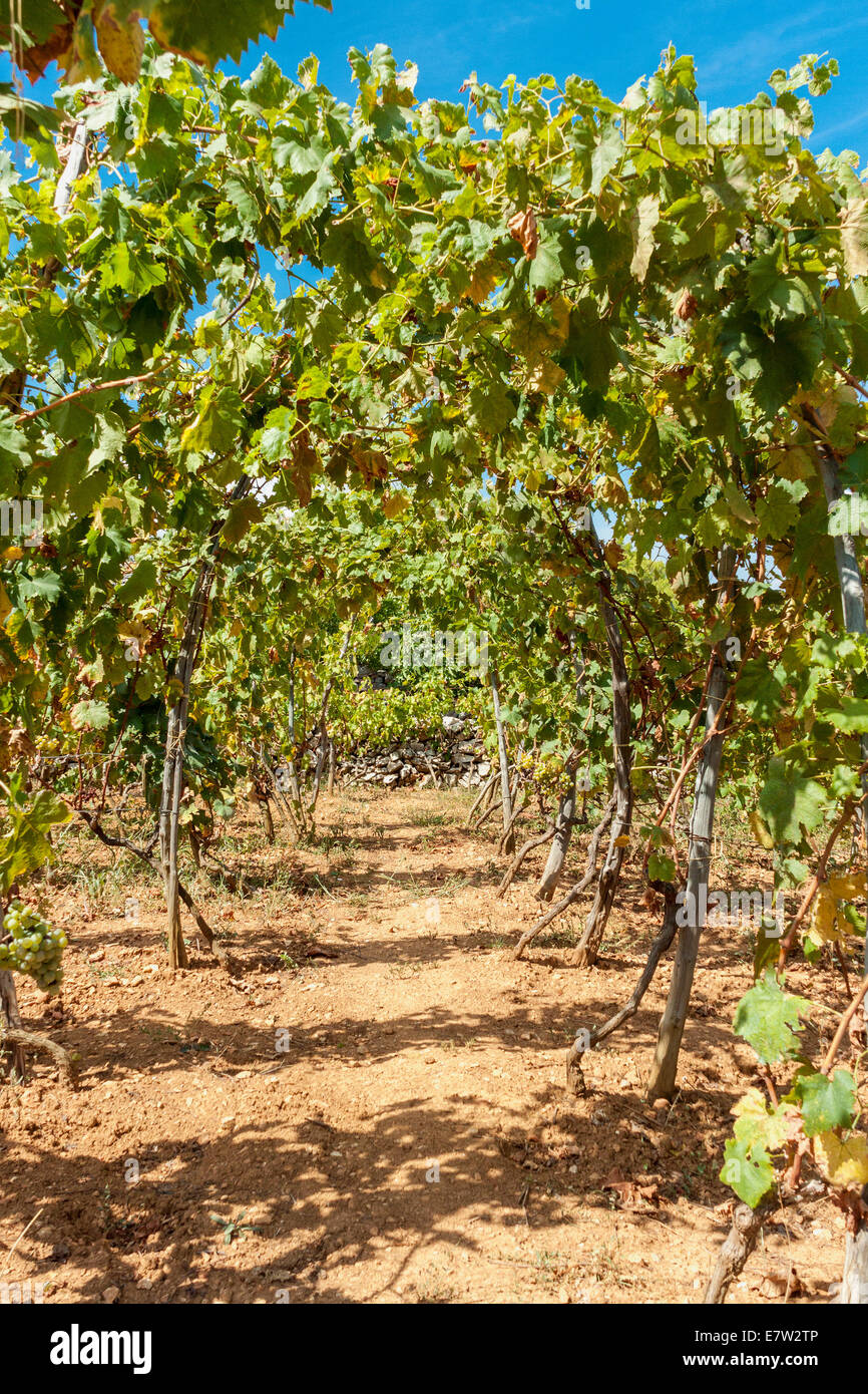 Grapefield in Humac village, Hvar island, Croatia Stock Photo - Alamy