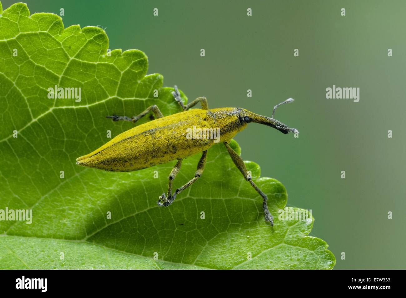 Elongated Been Weevil - Stem Borer (Lixus algirus) on leaf Provence ...