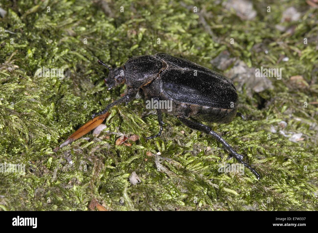 Hermit Beetle (Osmoderma eremia Stock Photo - Alamy