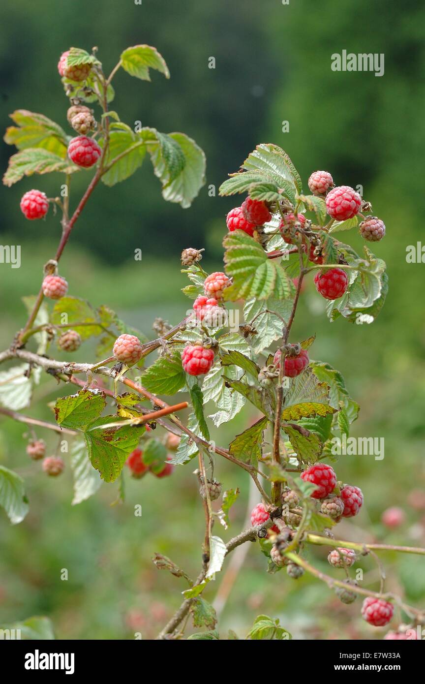 Raspberry (Rubus idaeus) in fruit in summer Stock Photo - Alamy