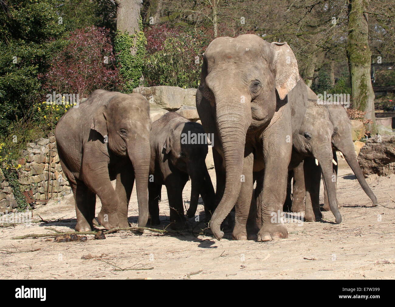 Group of 5 Asian elephant (Elephas maximus) at Dierenpark Emmen Zoo ...