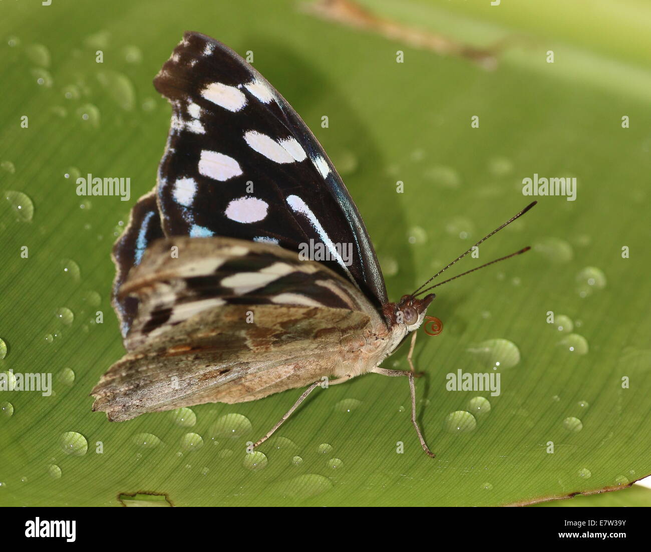 Tropical Blue Wave Butterfly (Myscelia cyaniris) a.k.a. Cyan Bluewing ...