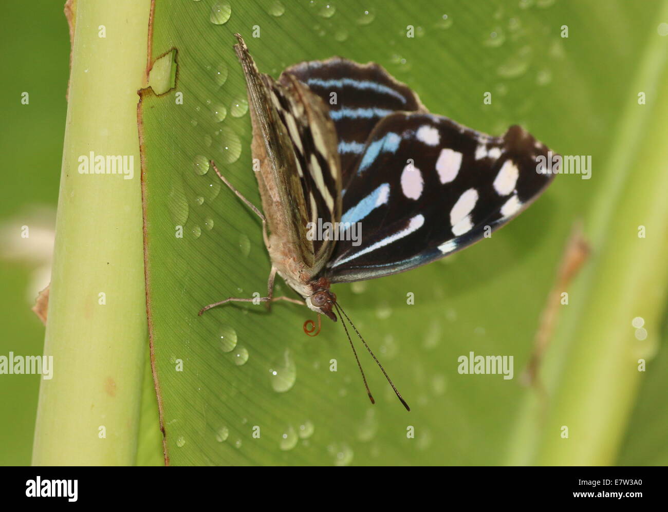 Cyaniris bluewing butterfly hi-res stock photography and images - Alamy