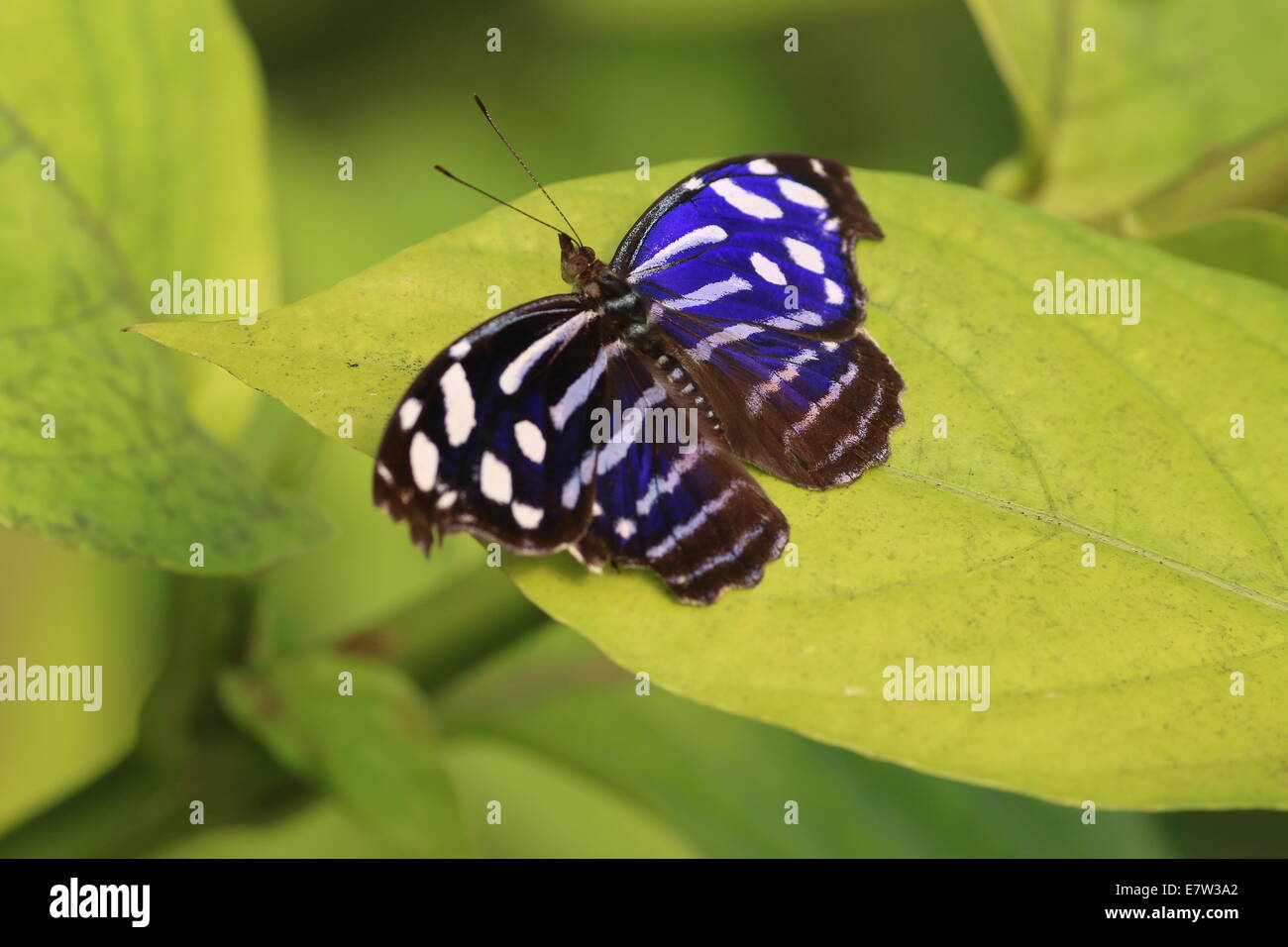 Myscelia cyaniris dorsal view hi-res stock photography and images - Alamy