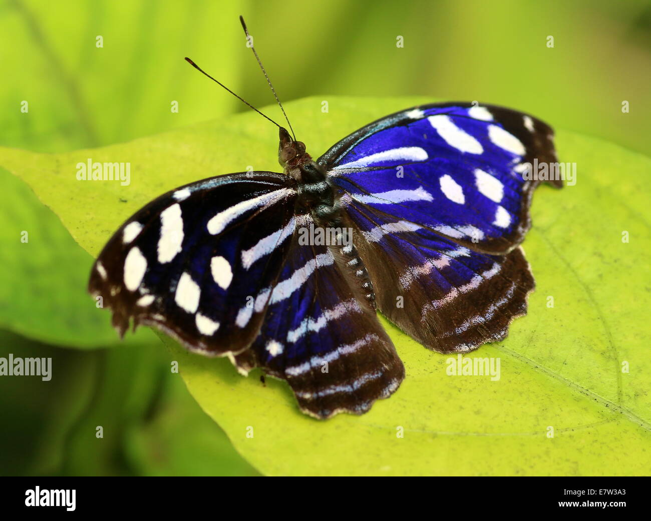 Whitened bluewing myscelia cyaniris cyaniris hi-res stock photography ...