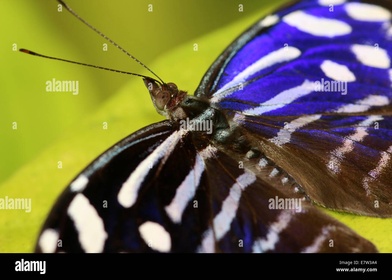 Tropical Blue Wave Butterfly (Myscelia cyaniris) a.k.a. Cyan Bluewing ...