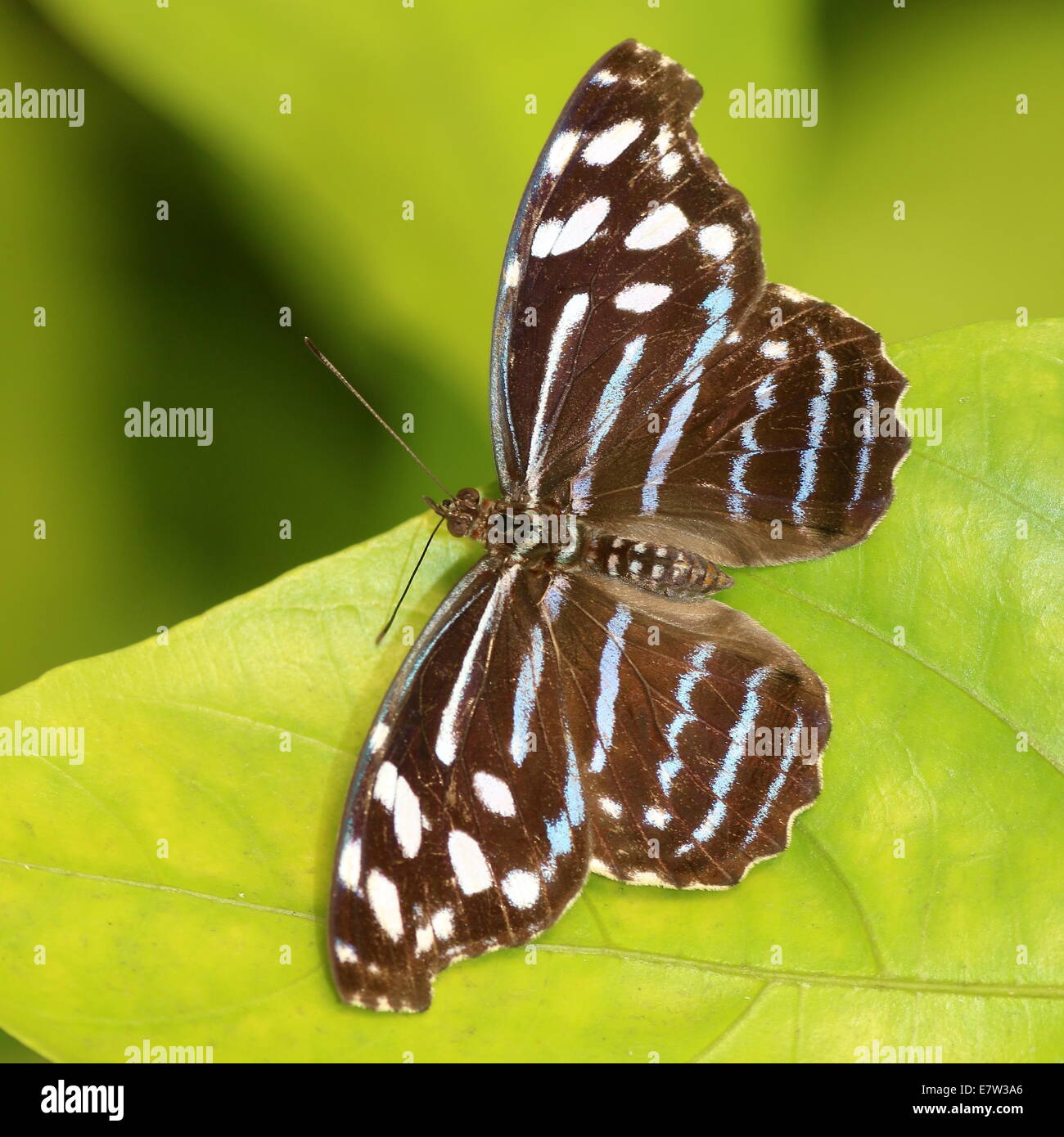 Tropical Blue Wave Butterfly (Myscelia cyaniris) a.k.a. Cyan Bluewing ...