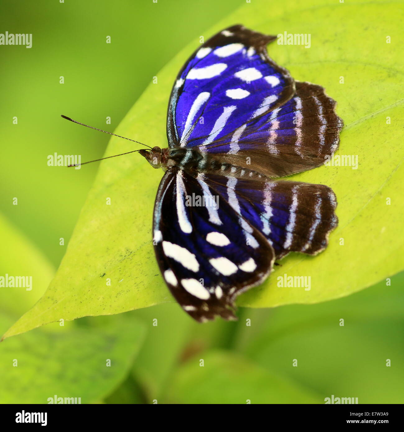 Tropical Blue Wave Butterfly (Myscelia cyaniris) a.k.a. Cyan Bluewing ...