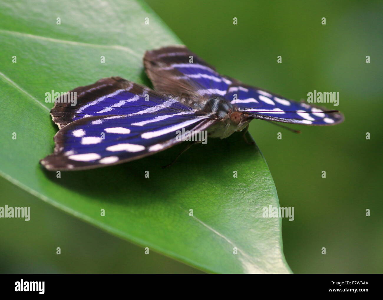 Tropical Blue Wave Butterfly (Myscelia cyaniris) a.k.a. Cyan Bluewing ...