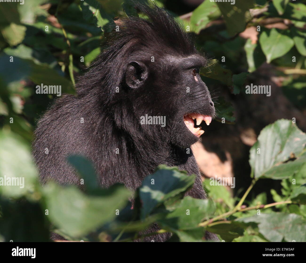 Monkey Showing Teeth Stock Photos & Monkey Showing Teeth Stock Images ...