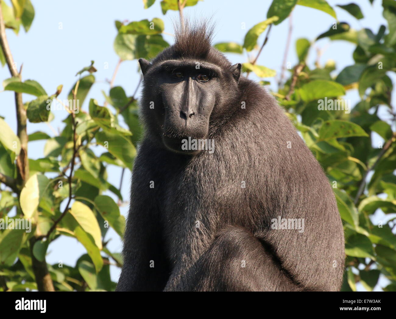 Close-up of a Celebes crested (black) macaque (Macaca nigra) in ...