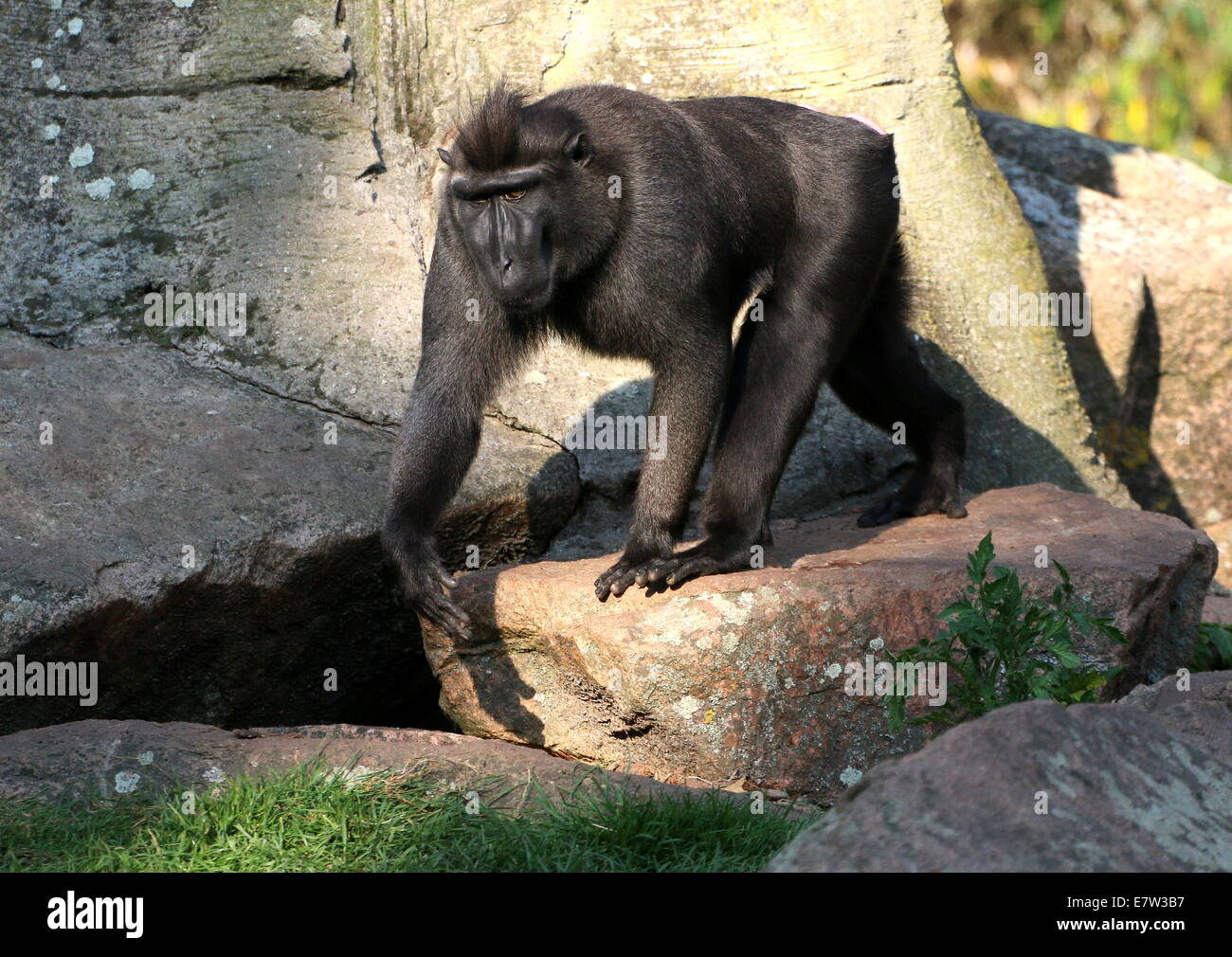 Male Celebes crested (black) macaque (Macaca nigra) in a natural ...