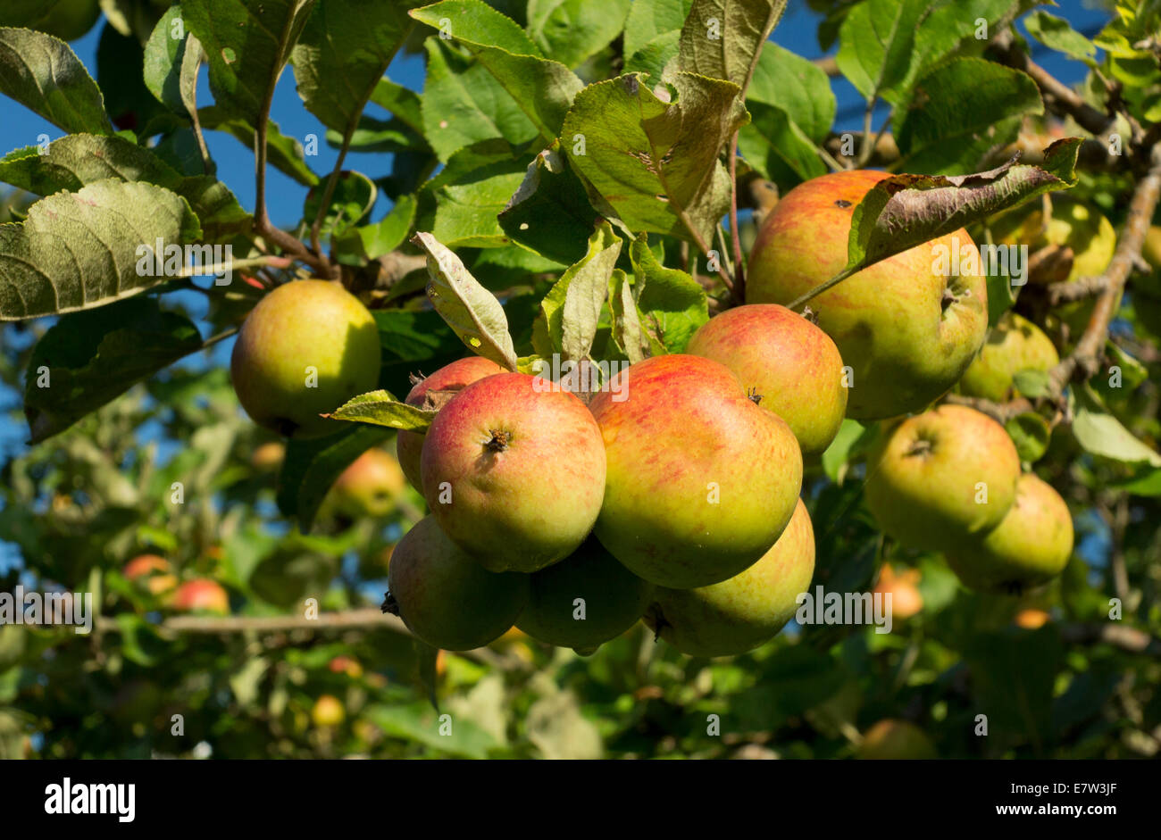 Red apples on the tree Stock Photo - Alamy