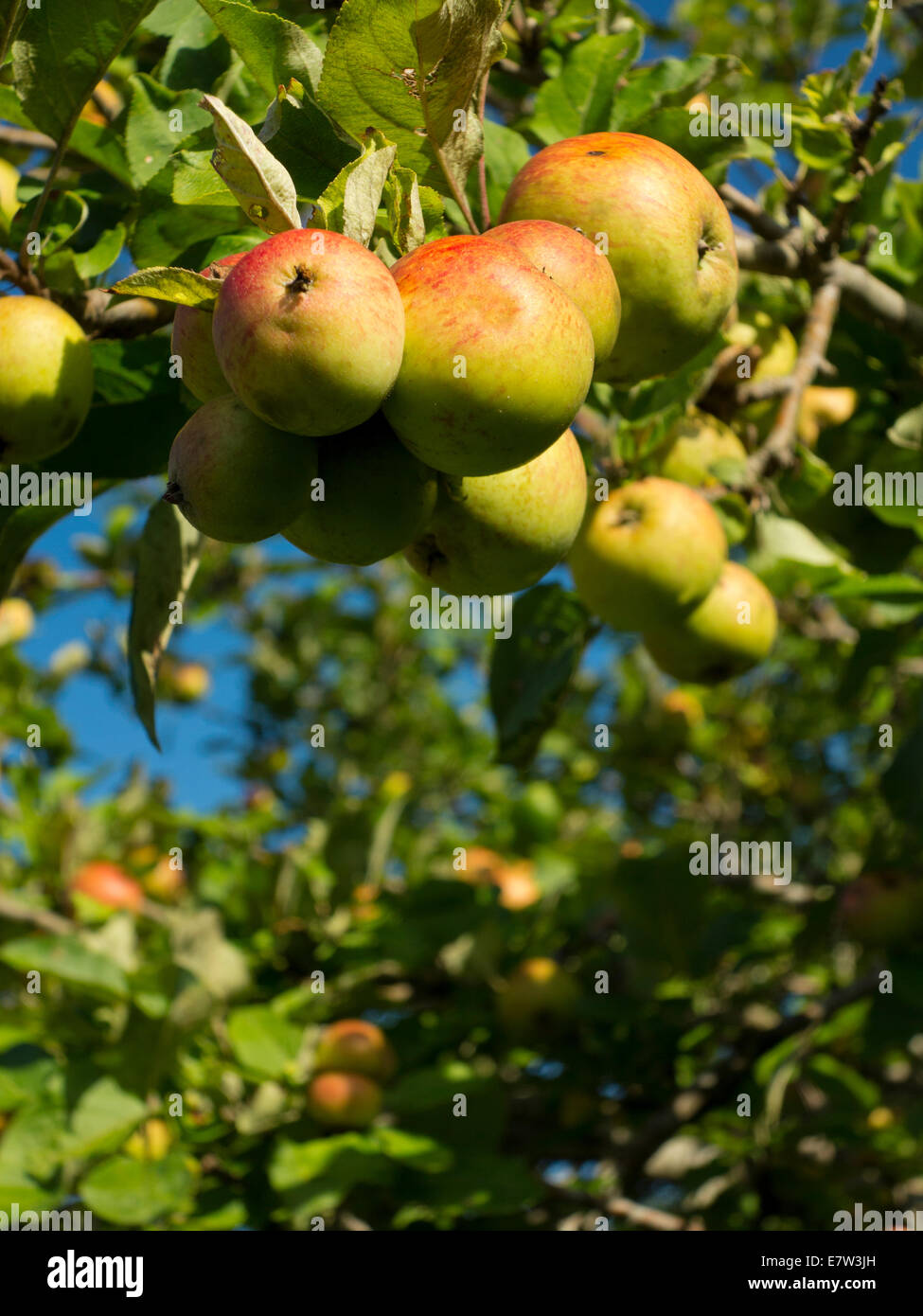 Red apples on the tree Stock Photo - Alamy