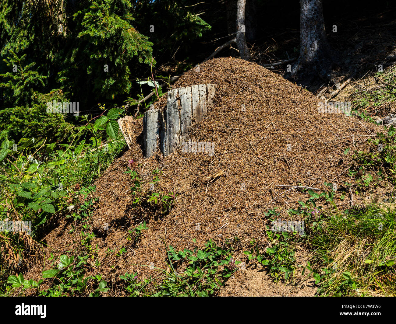 A wood ants nest (Formica rufa) built in a typical position, against a ...