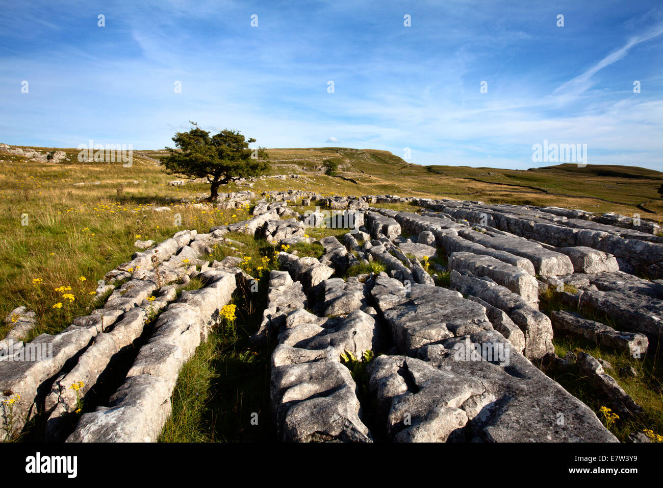 Limestone pavement tree hi-res stock photography and images - Alamy