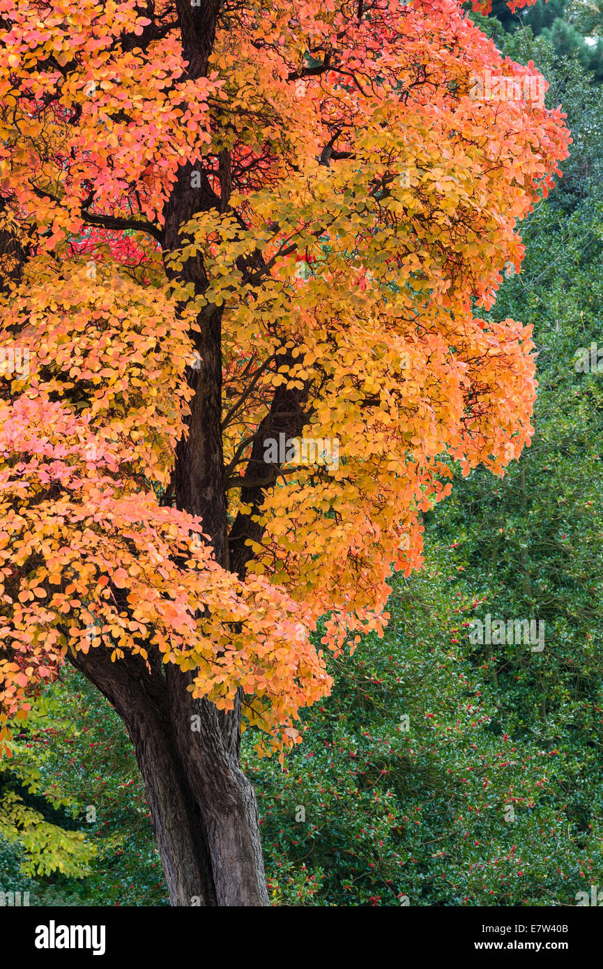 Smokewood tree hi-res stock photography and images - Alamy
