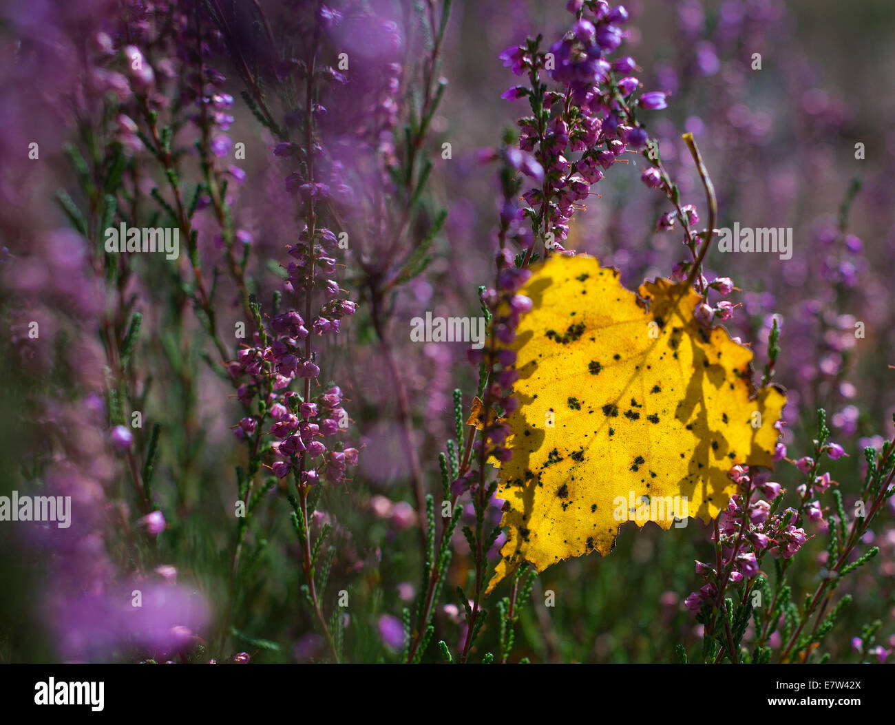 Species natural expansion hi-res stock photography and images - Alamy