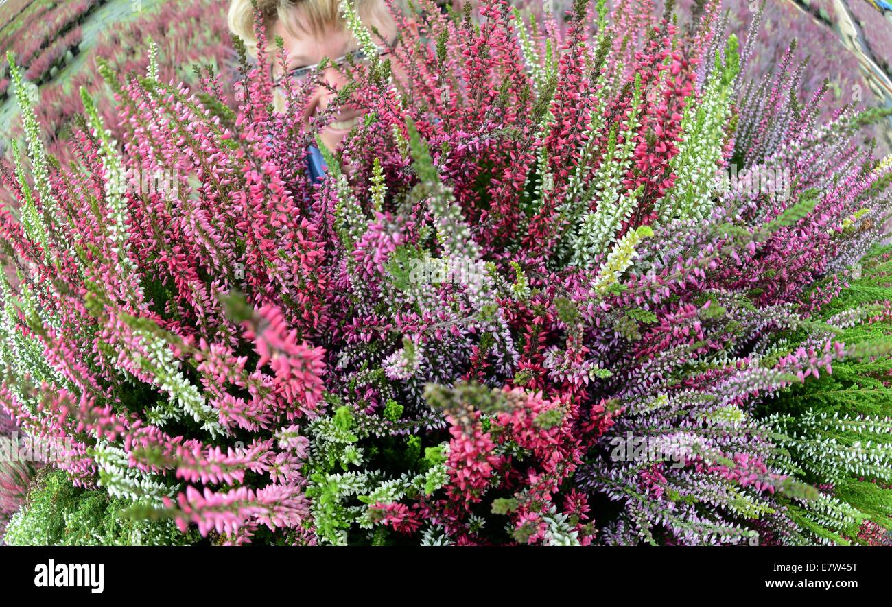 Rode heath hi-res stock photography and images - Alamy