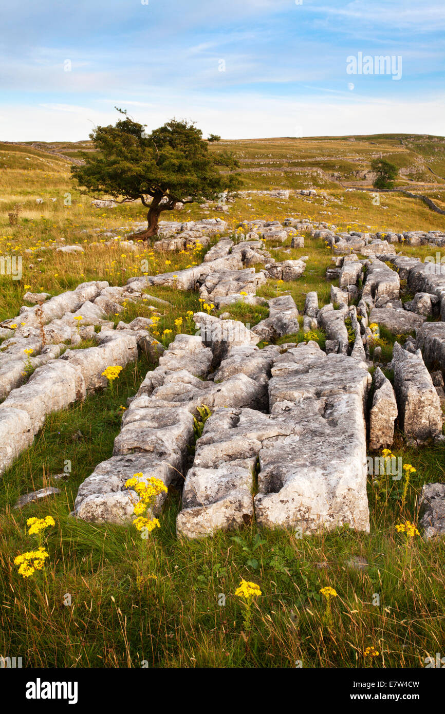 Limestone pavement tree hi-res stock photography and images - Alamy
