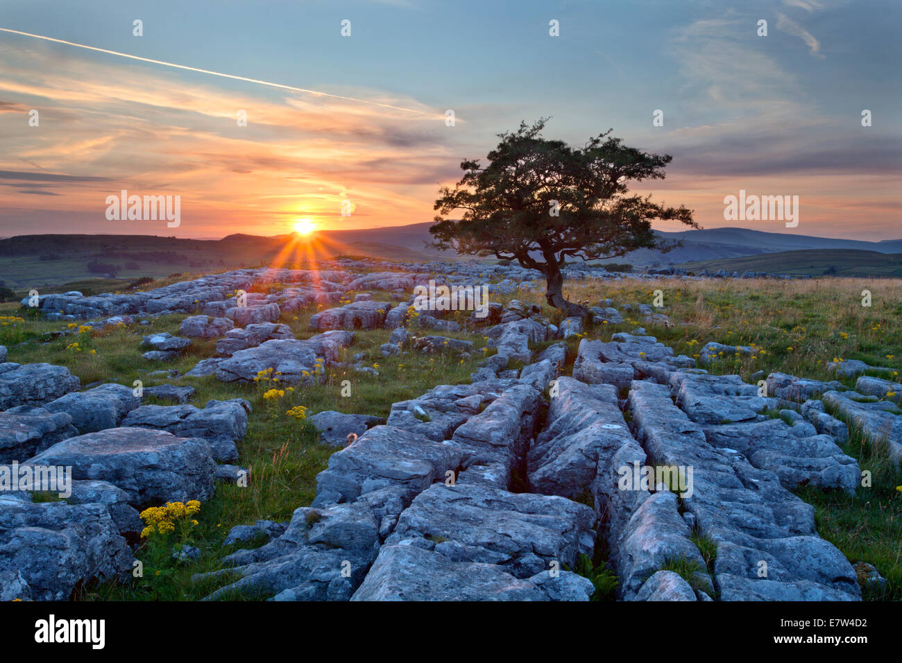 Limestone pavement tree yorkshire dales hi-res stock photography and ...