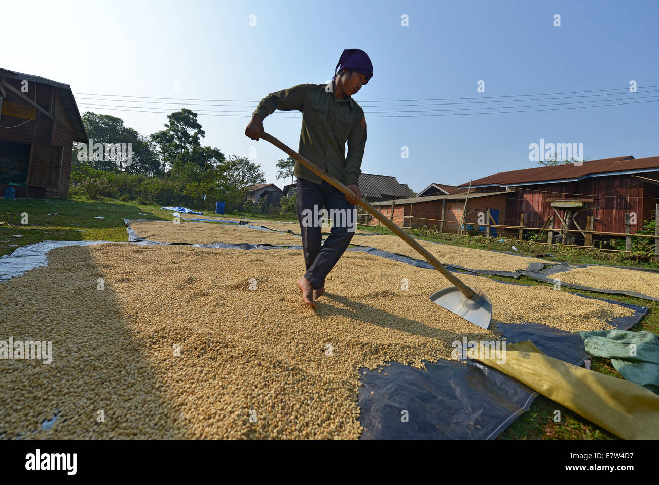 Laos paksong coffee hi-res stock photography and images - Alamy
