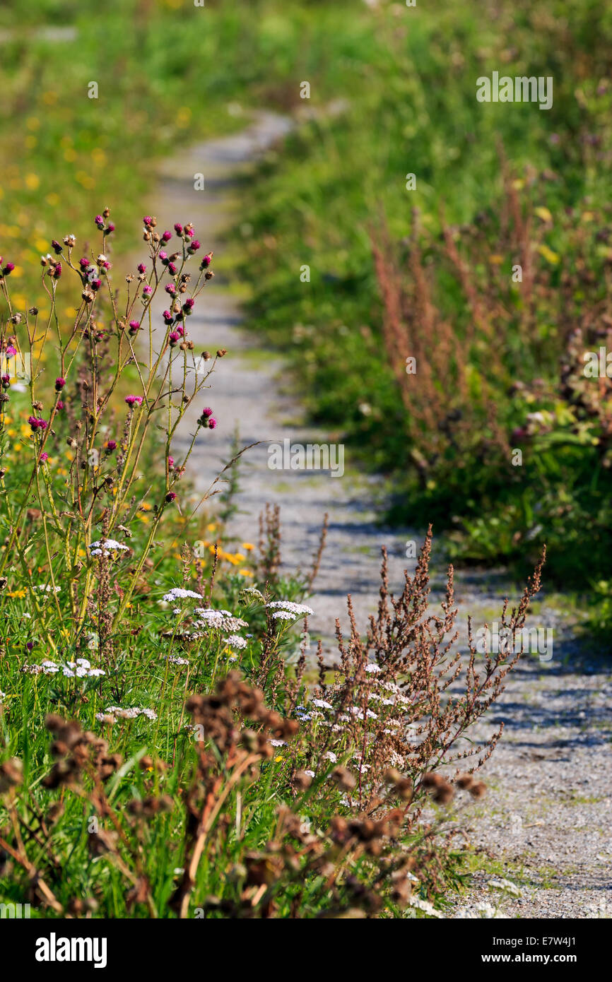 Path through summer landscape Stock Photo - Alamy