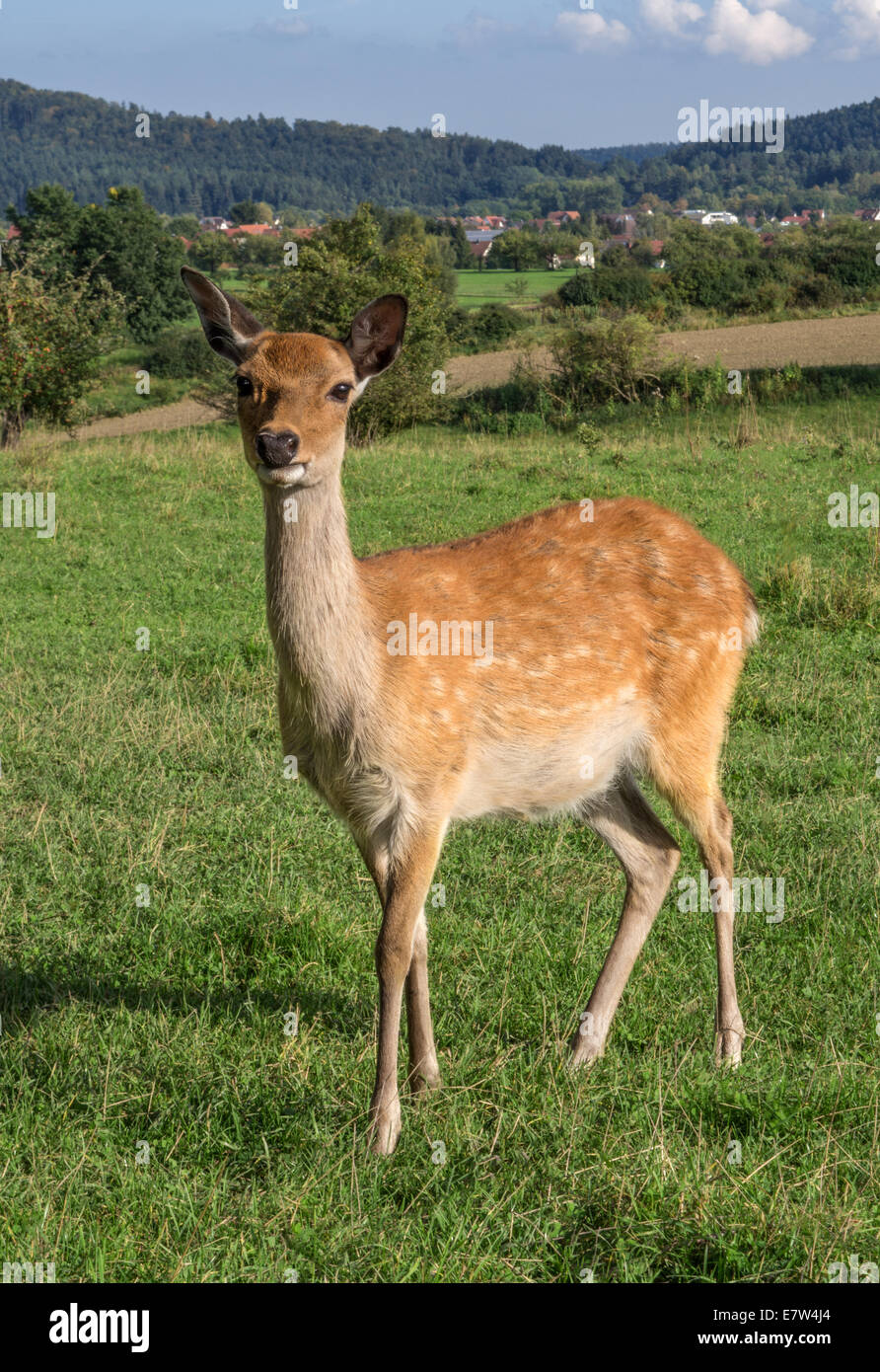 European roe deer Stock Photo - Alamy
