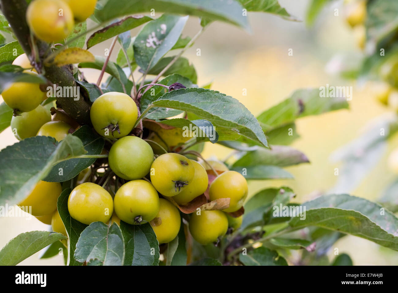 Malus x zumi 'Golden Hornet’. Crab apple fruits in Autumn Stock Photo ...