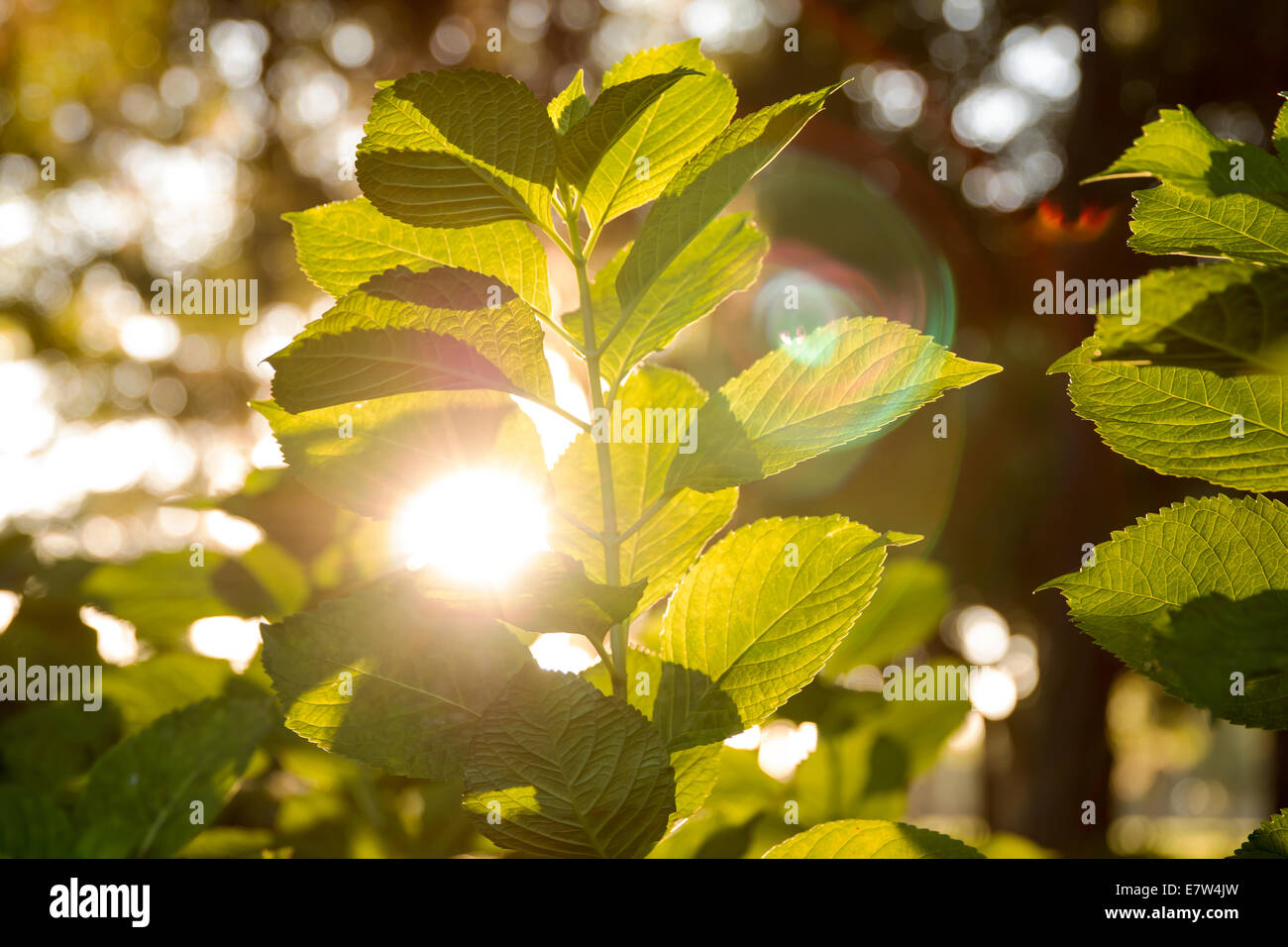 Sun ray and leaves hi-res stock photography and images - Alamy
