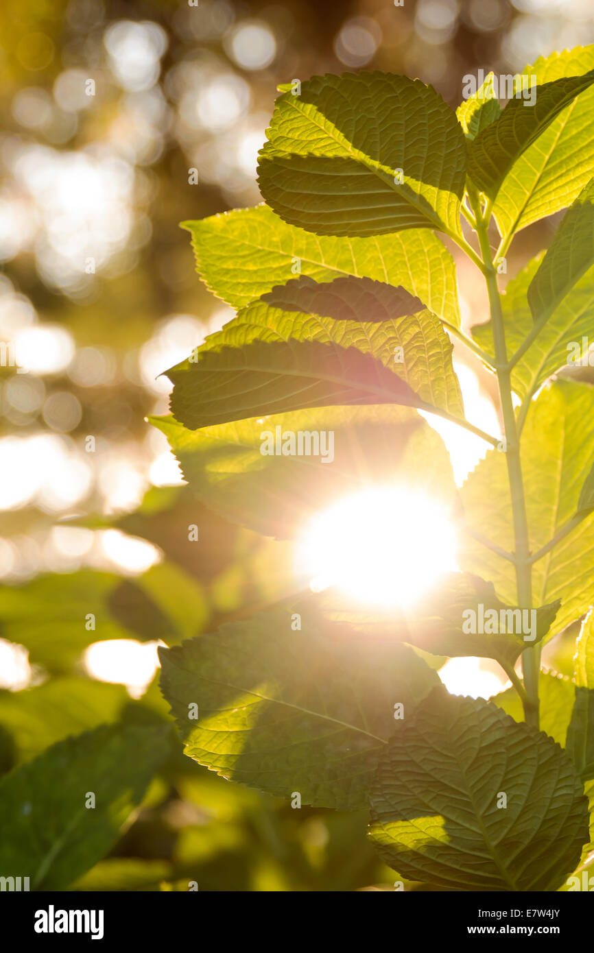 Sunlight leaves hi-res stock photography and images - Alamy