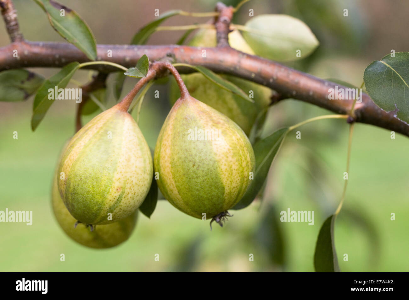 Pear humbug hi-res stock photography and images - Alamy