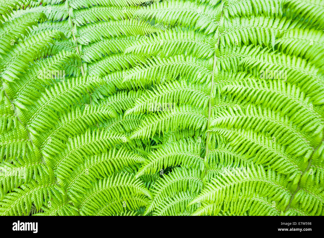 Background of a green fern Stock Photo - Alamy