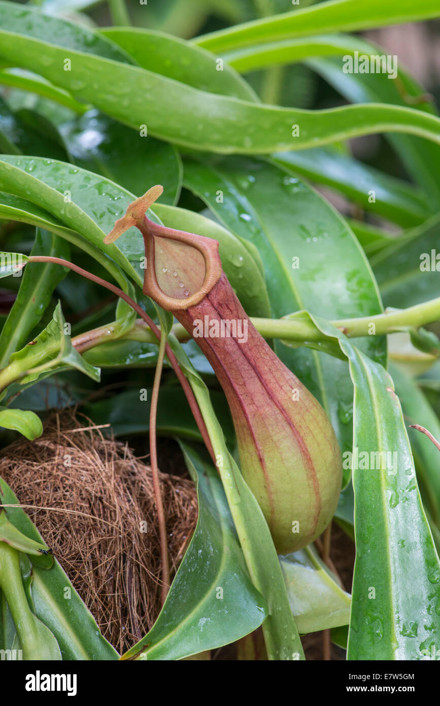 Carnivorous Pitcher Plant: Nepenthes alata Stock Photo - Alamy