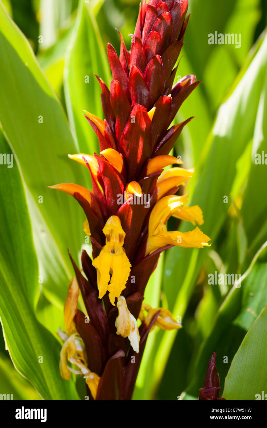 Yellow flowers and red bracts of the Himalayan ginger, Cautleya spicata ...