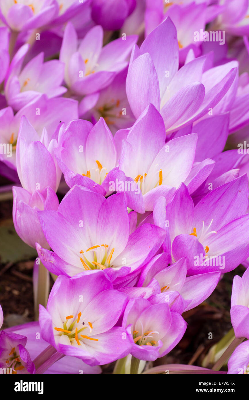 Benton end garden hi-res stock photography and images - Alamy