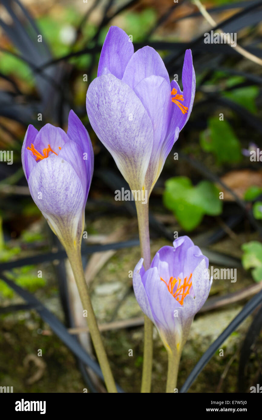 Bare autumn flowers of Crocus speciosus 'Conqueror' Stock Photo - Alamy