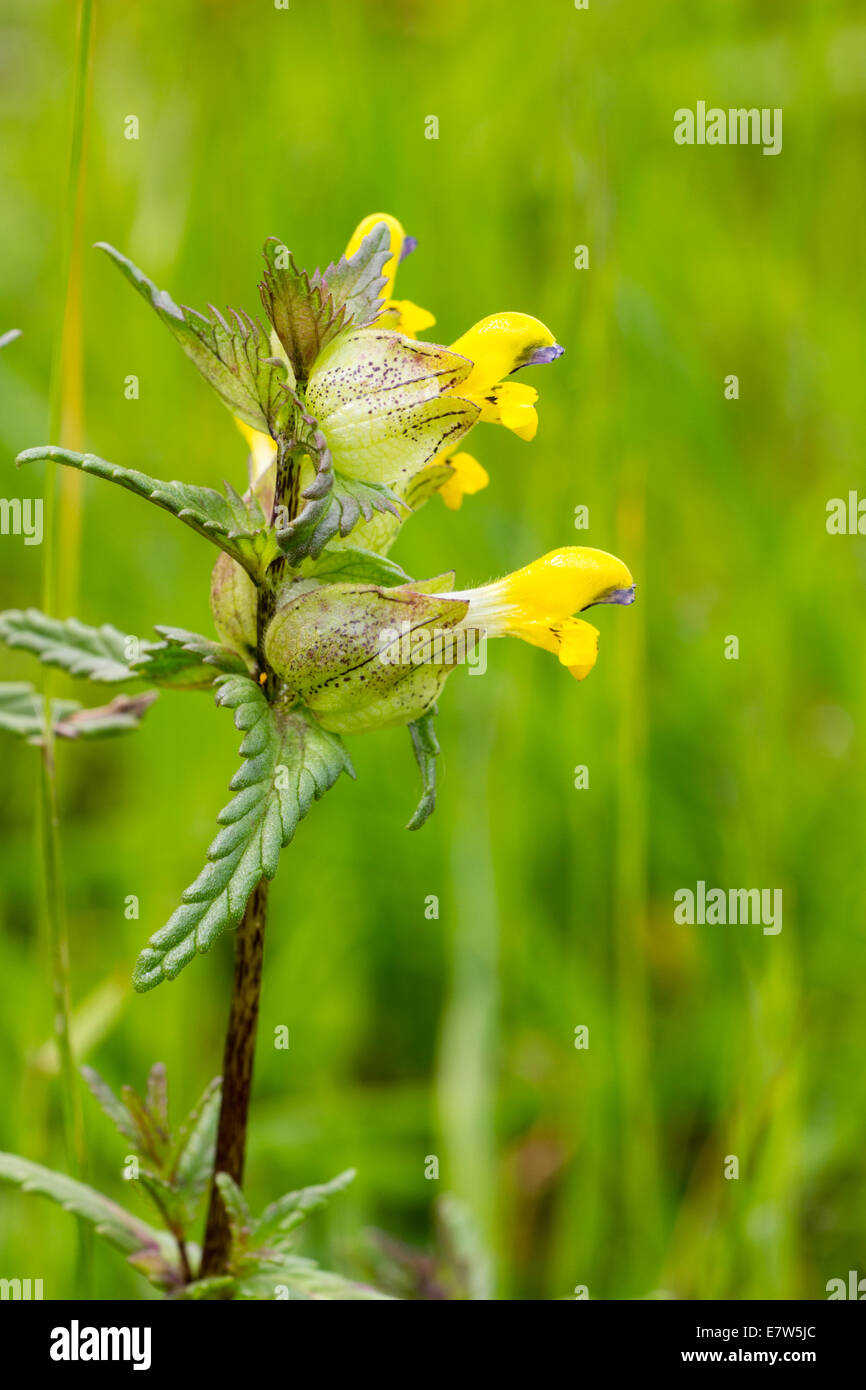 June flowers of the yellow or hay rattle, Rhinanthus minor Stock Photo ...